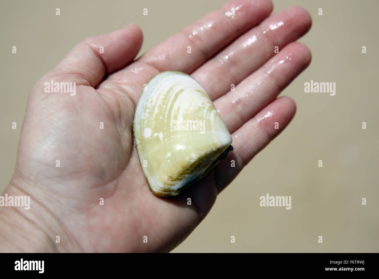 Pipi hi-res stock photography and images - Alamy