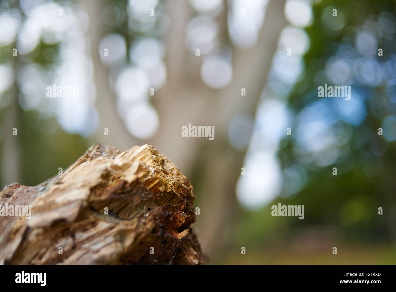 Piece of tree closeup in a forest Stock Photo - Alamy