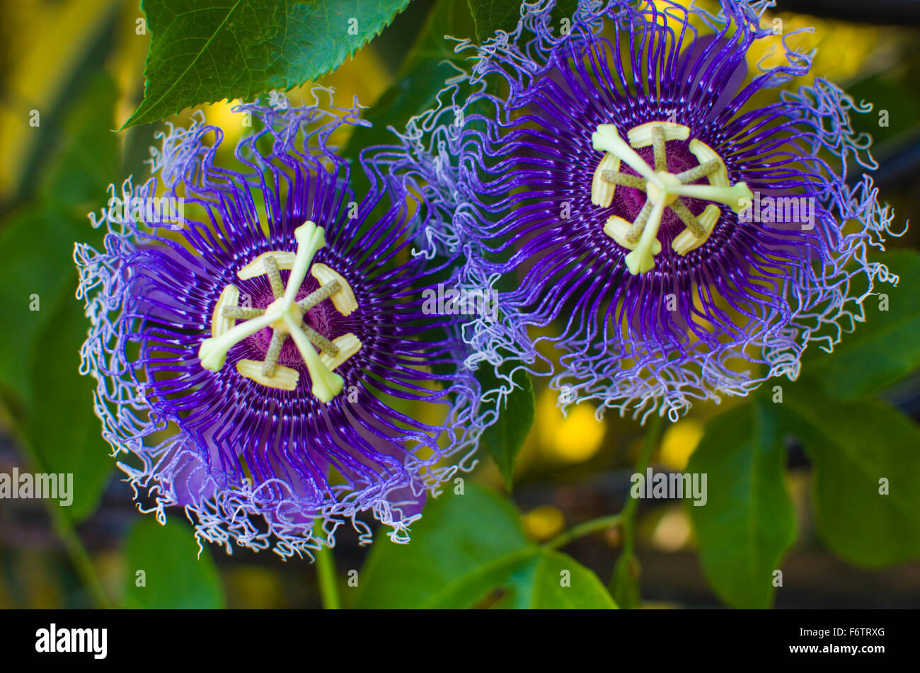 plant of Asia tropical plant - a flower blue, round Stock Photo - Alamy