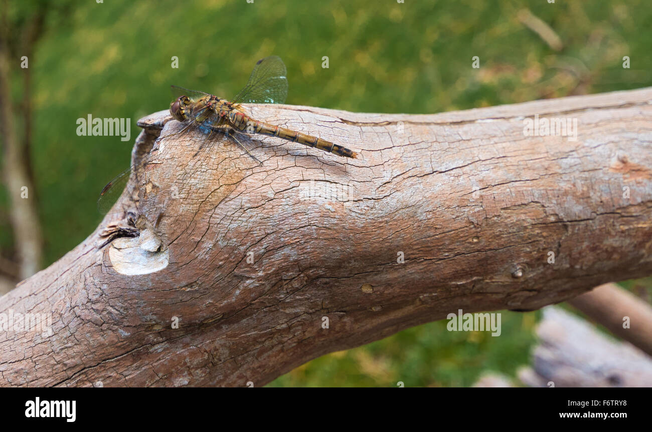 Large Dragonfly on a log Stock Photo - Alamy