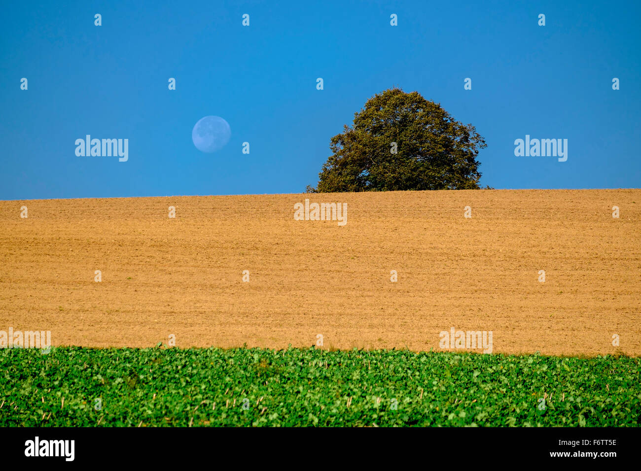 Germany, Upper Bavaria, field and moon Stock Photo - Alamy
