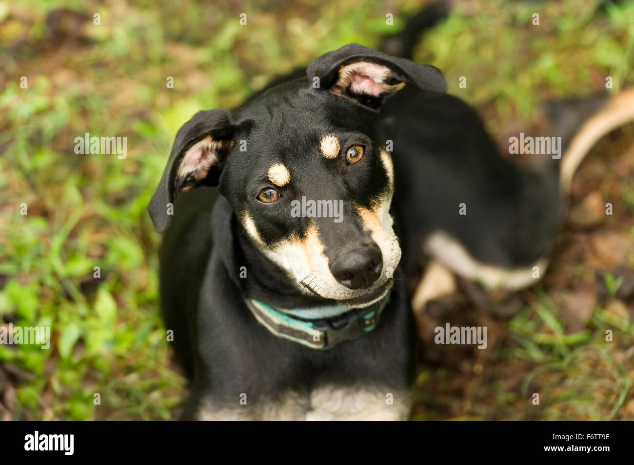 Curious dog is looking up with wonder in its beautiful magnetic eyes ...