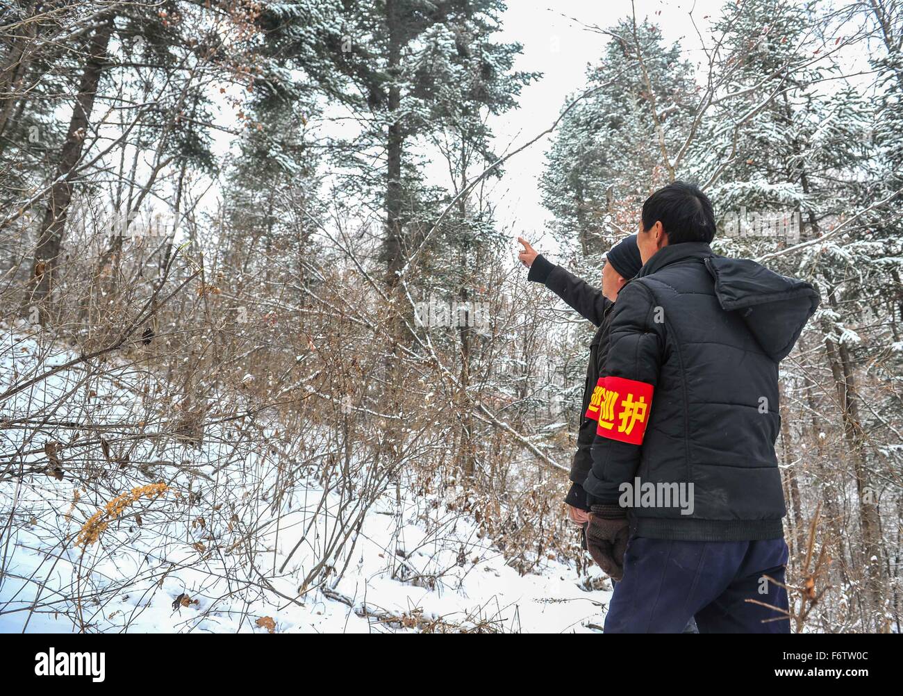 Antu, China's Jilin Province. 19th Nov, 2015. Rangers patrol in a ...