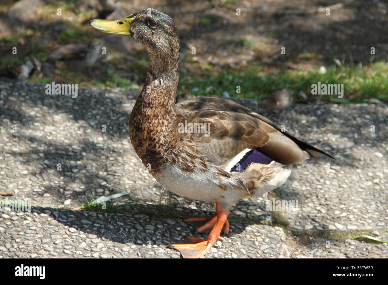 Beautiful and curious duck Stock Photo - Alamy