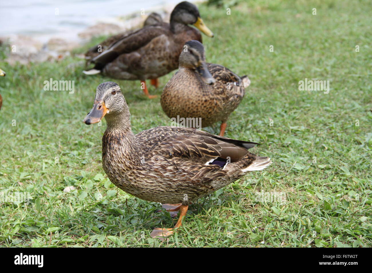 Lawn and nature hi-res stock photography and images - Alamy