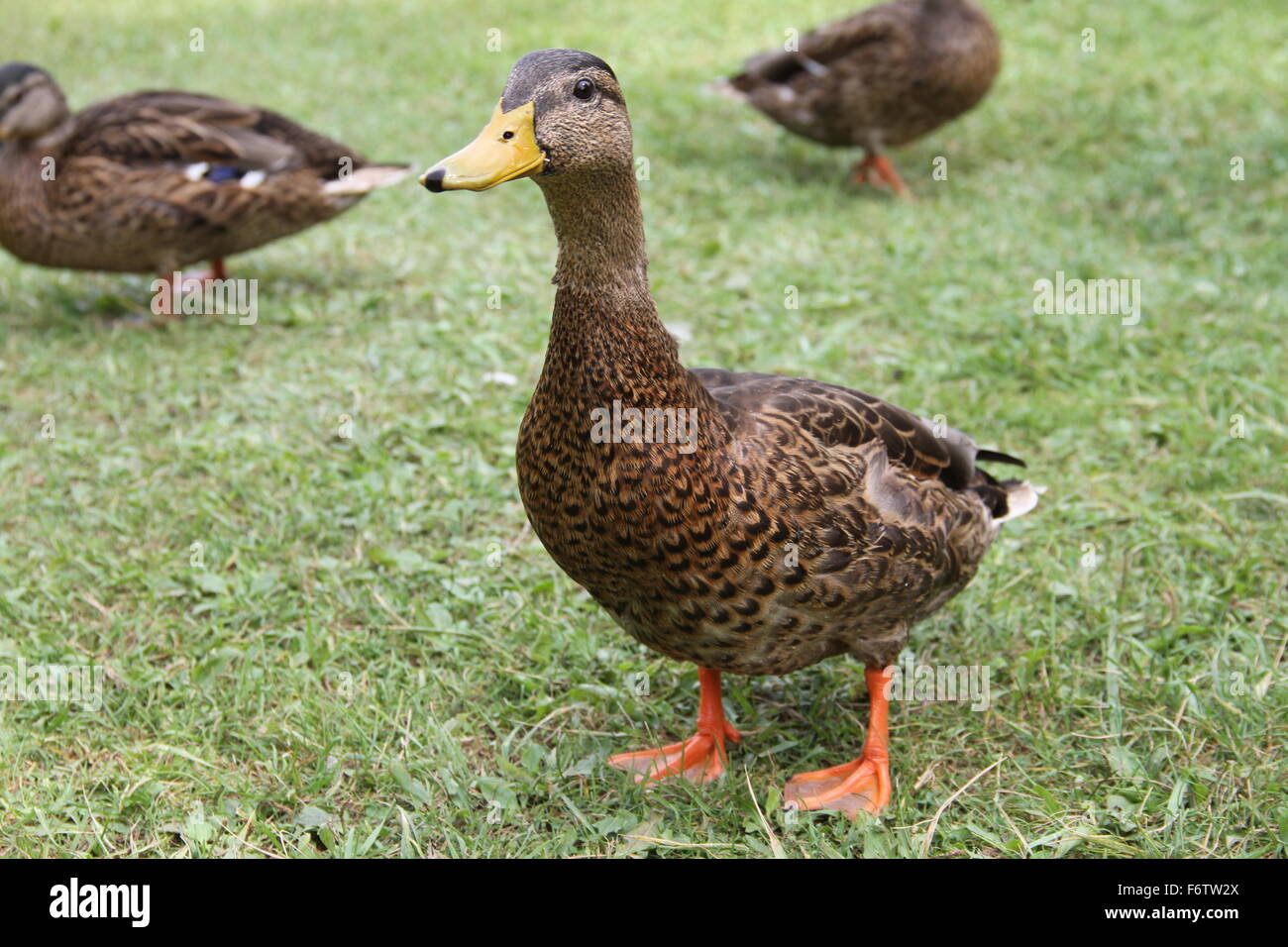 Ducks on a lawn Stock Photo - Alamy