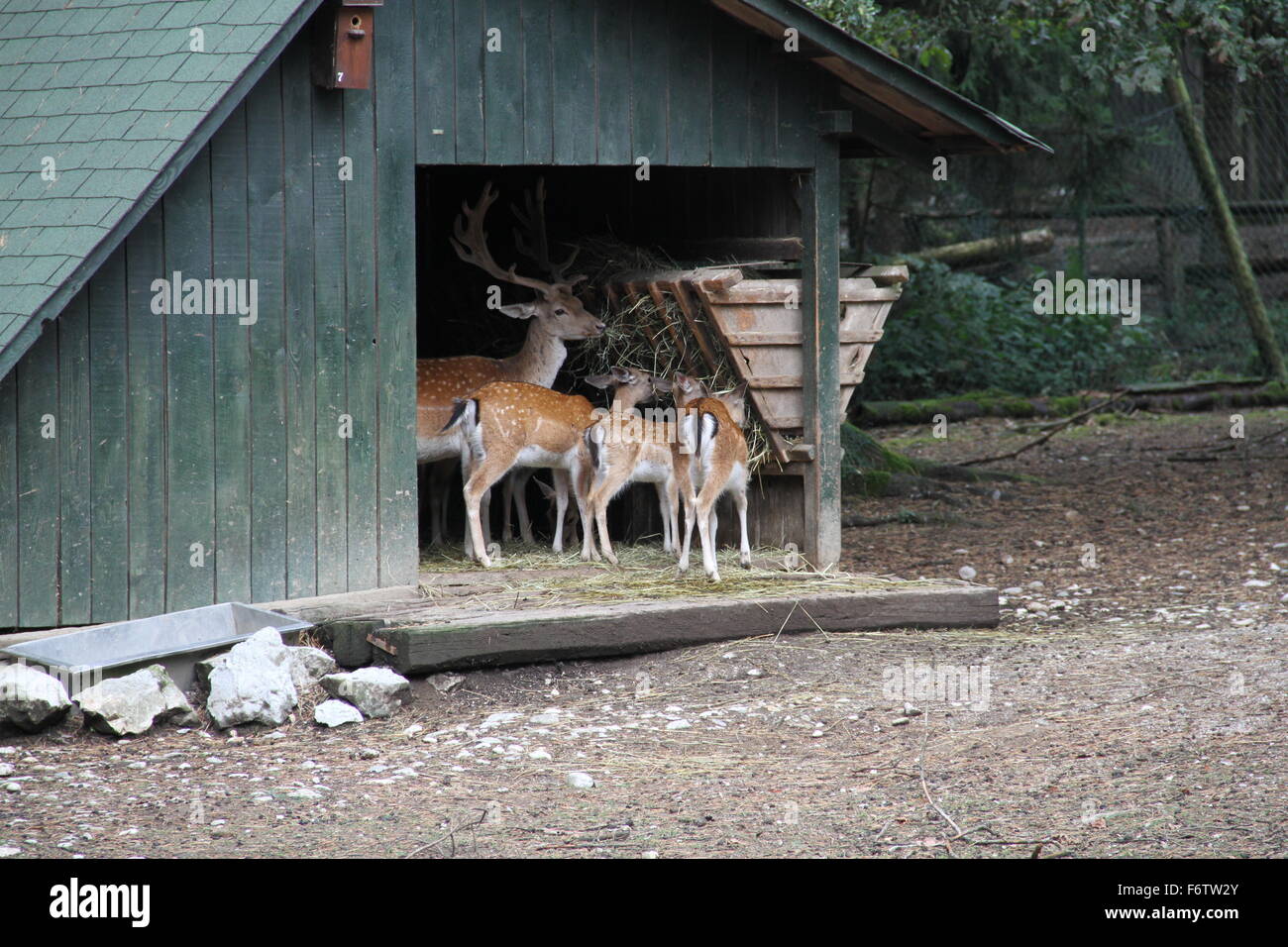 Deer enclosure hi-res stock photography and images - Alamy