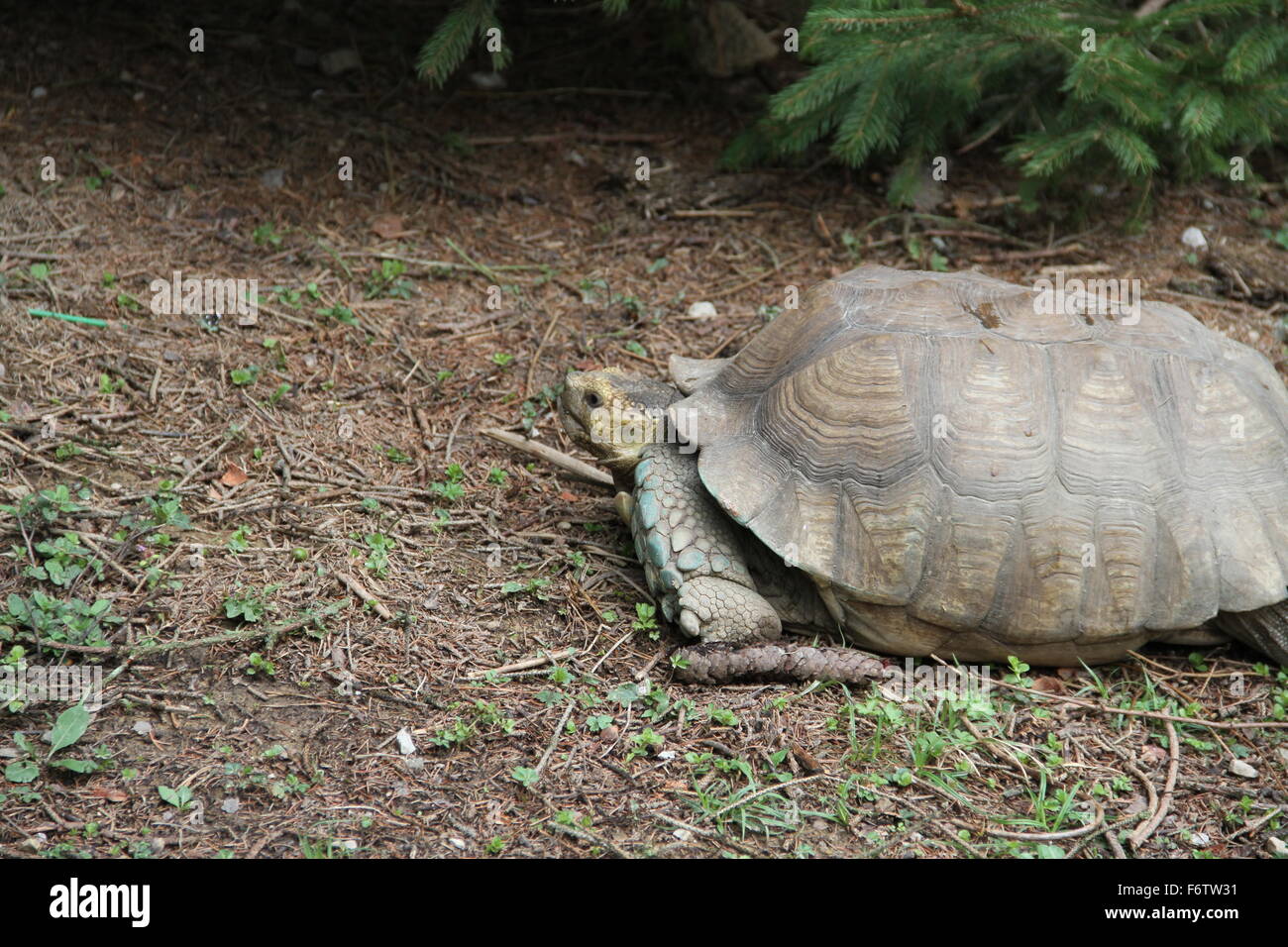 Tortoise in nature hi-res stock photography and images - Alamy
