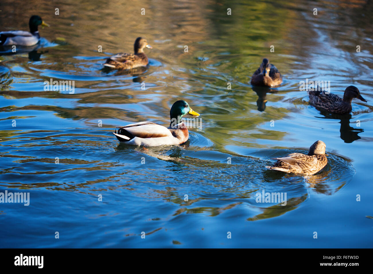 Mated pair of mallards hi-res stock photography and images - Alamy