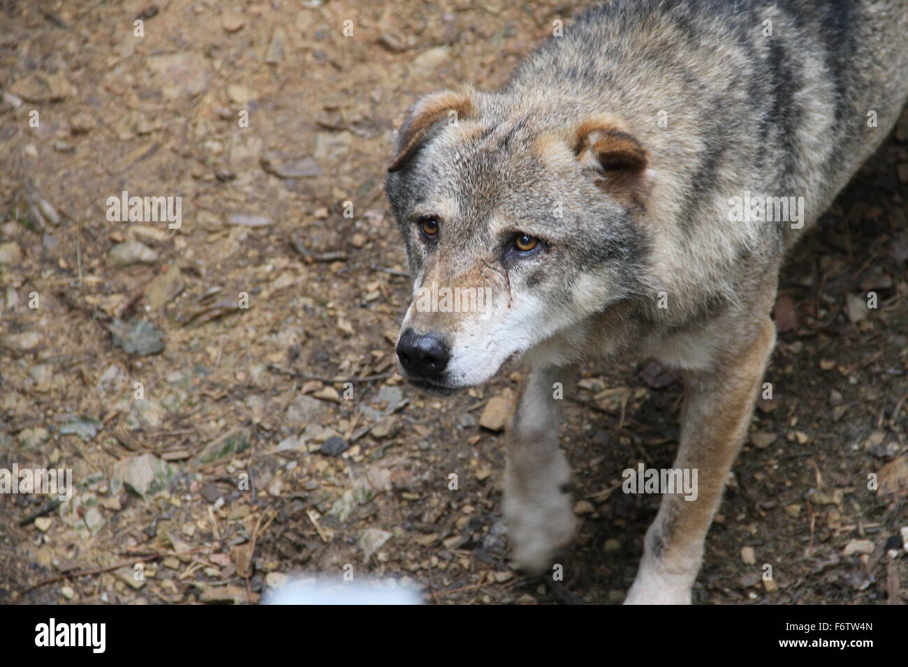 An old gray wolf (Canis lupus) at the Ljubljana Zoo, Slovenia Stock ...