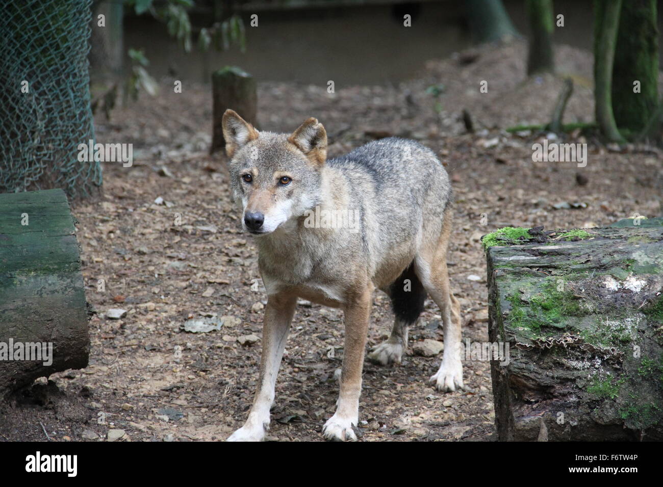 A small gray wolf (Canis lupus Stock Photo - Alamy