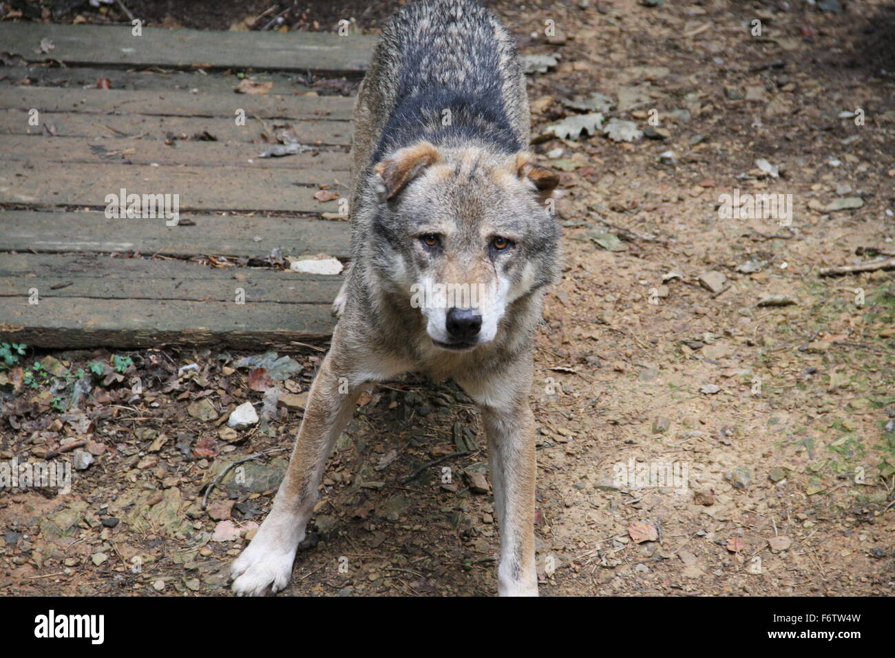 Gray wolf (Canis lupus) in an outdoor enclosure of Ljubljana Zoo ...