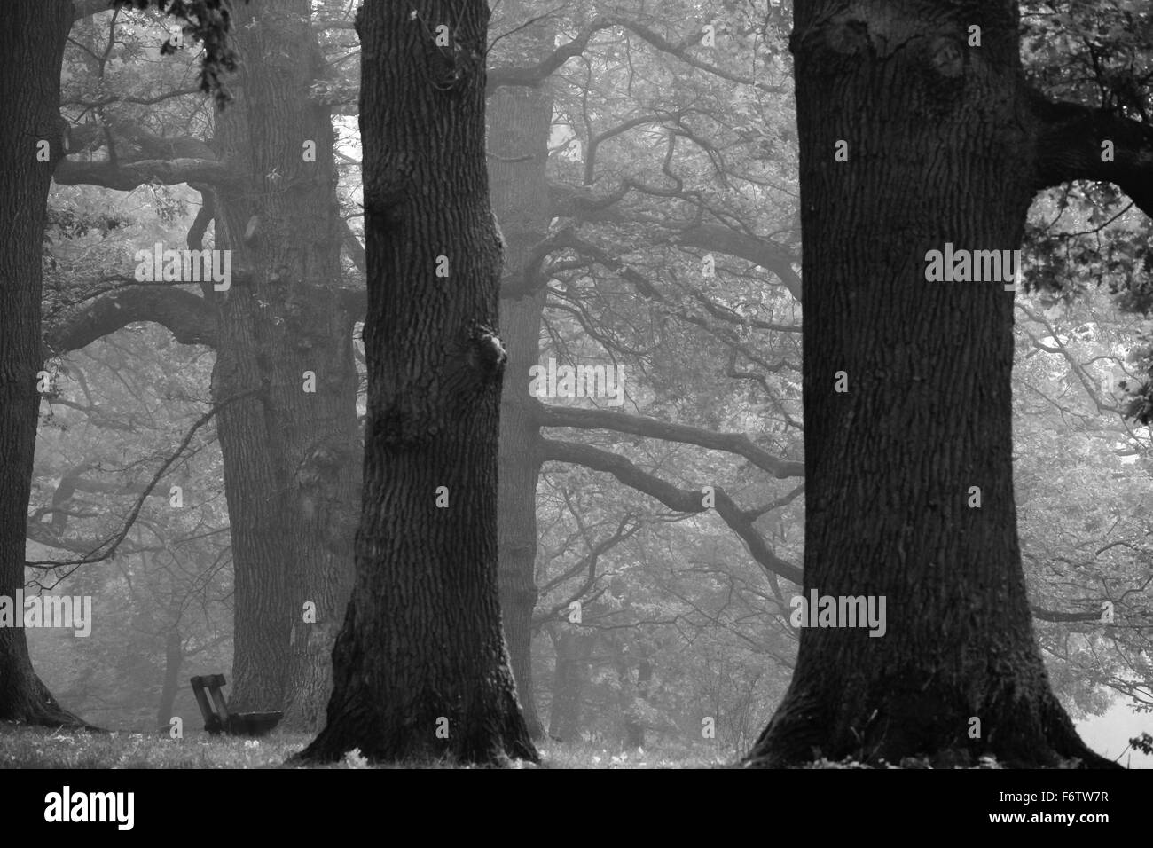 Forest in november, bench Stock Photo - Alamy