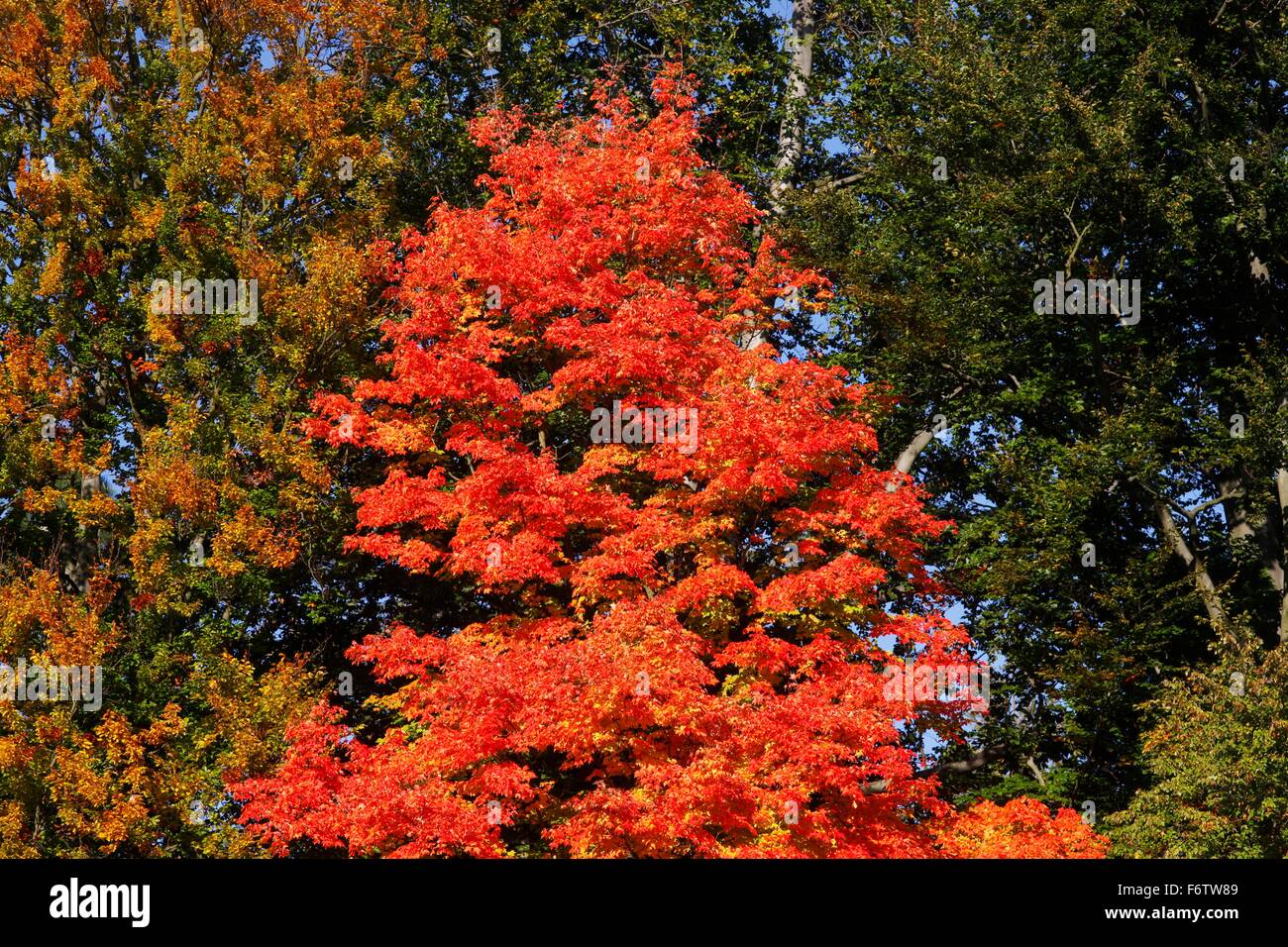 Maple, autumn leaves Stock Photo - Alamy