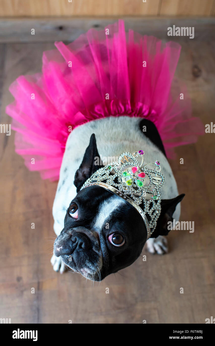 Bulldog dressed up hi-res stock photography and images - Alamy