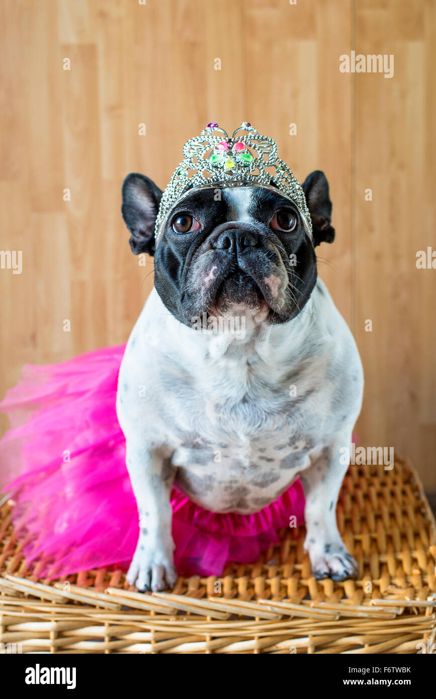 Bulldog dressed up hi-res stock photography and images - Alamy