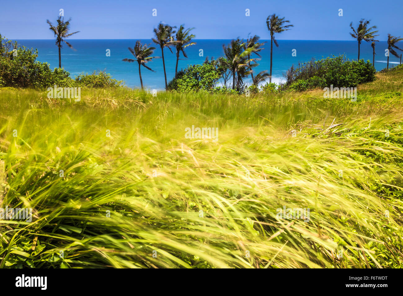 Indonesia, Bali, coast, grasses and palms Stock Photo - Alamy