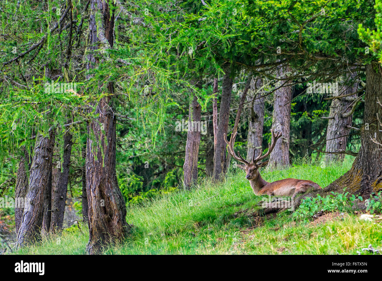 Deer in the forest Stock Photo - Alamy