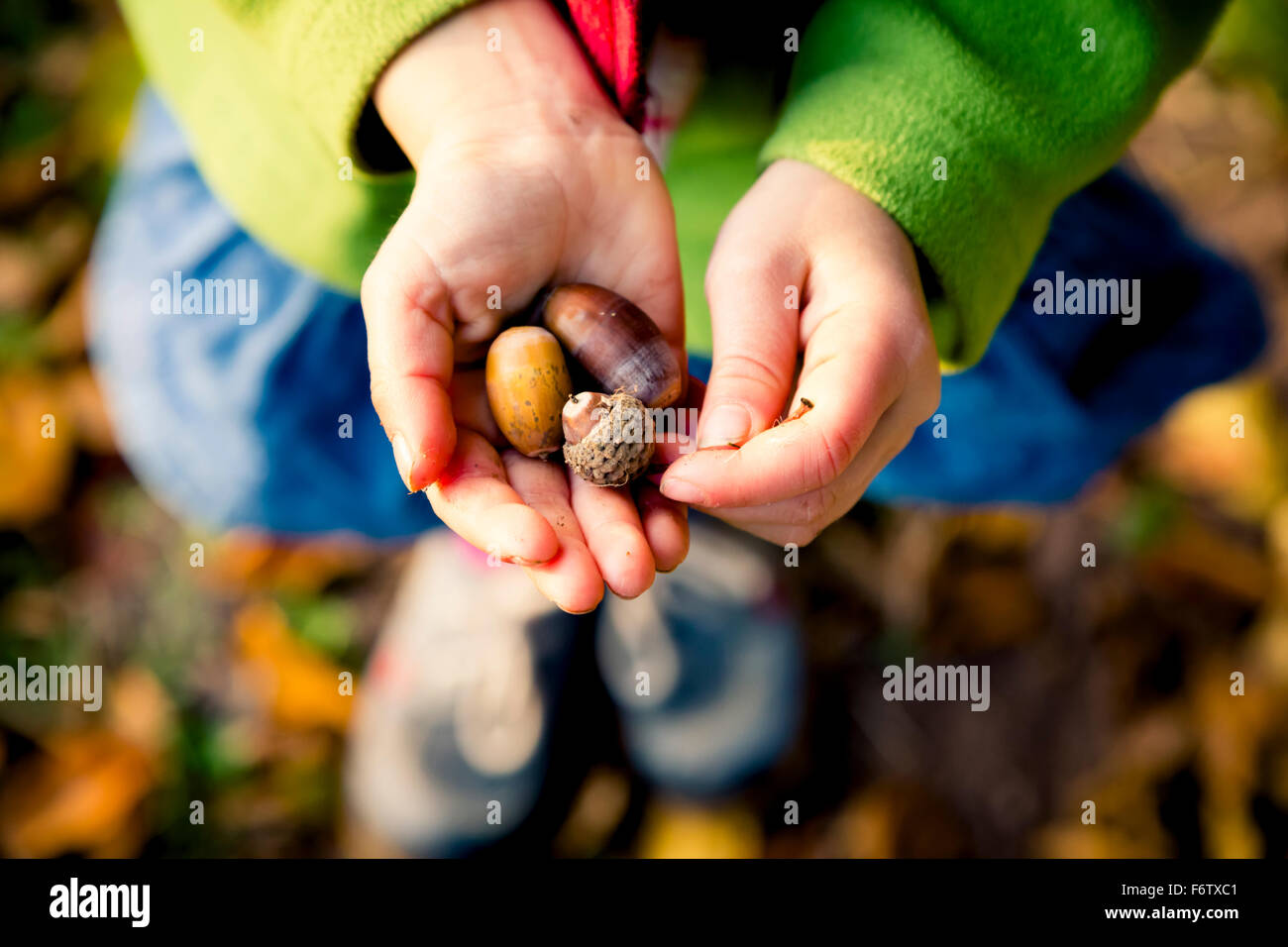 Child holding acorns hi-res stock photography and images - Alamy