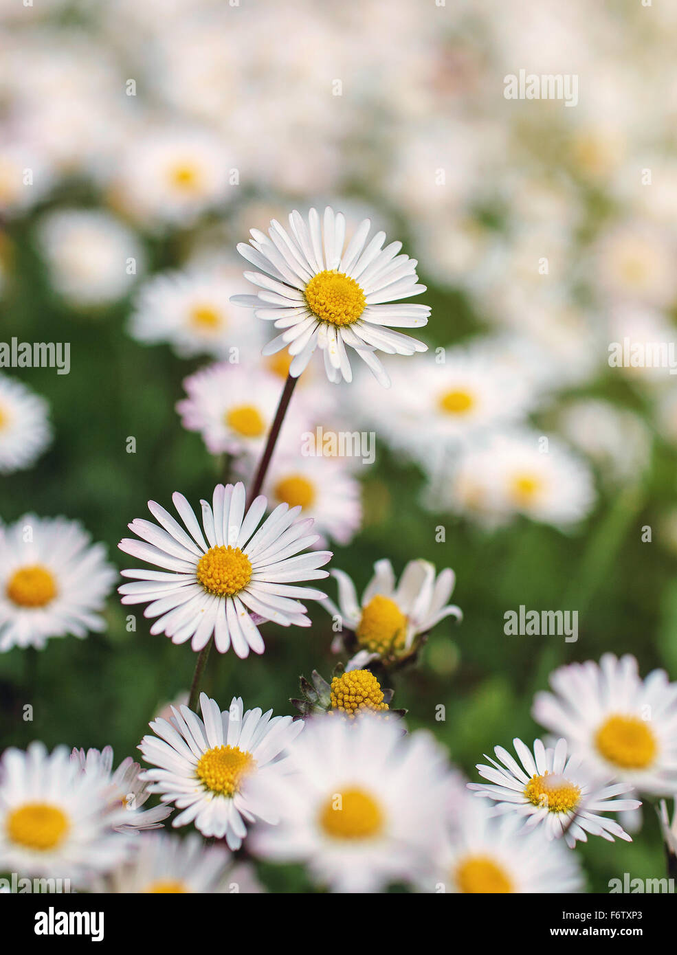 beautiful daisy flower Stock Photo - Alamy