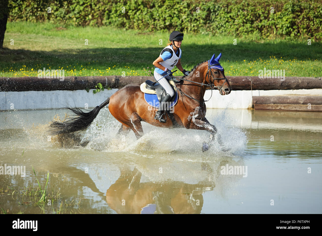 Three day event rider galloping through water on cross country phase ...