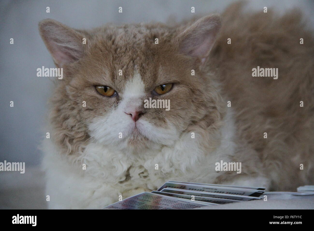 Selkirk Rex Stock Photos & Selkirk Rex Stock Images - Alamy