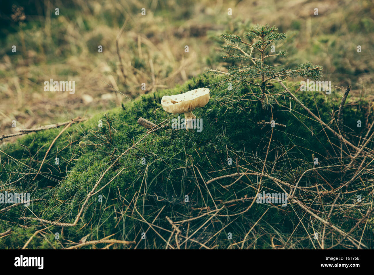 Amanita phalloides, death cap mushroom on forest soil Stock Photo - Alamy
