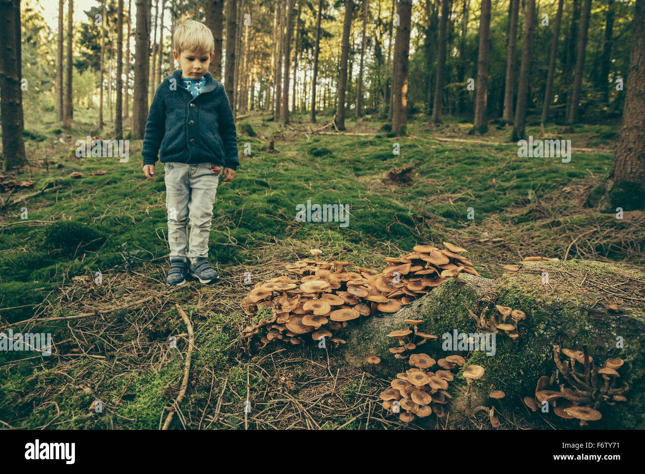 Little boy standing in forest, looking at honey fungi Stock Photo - Alamy
