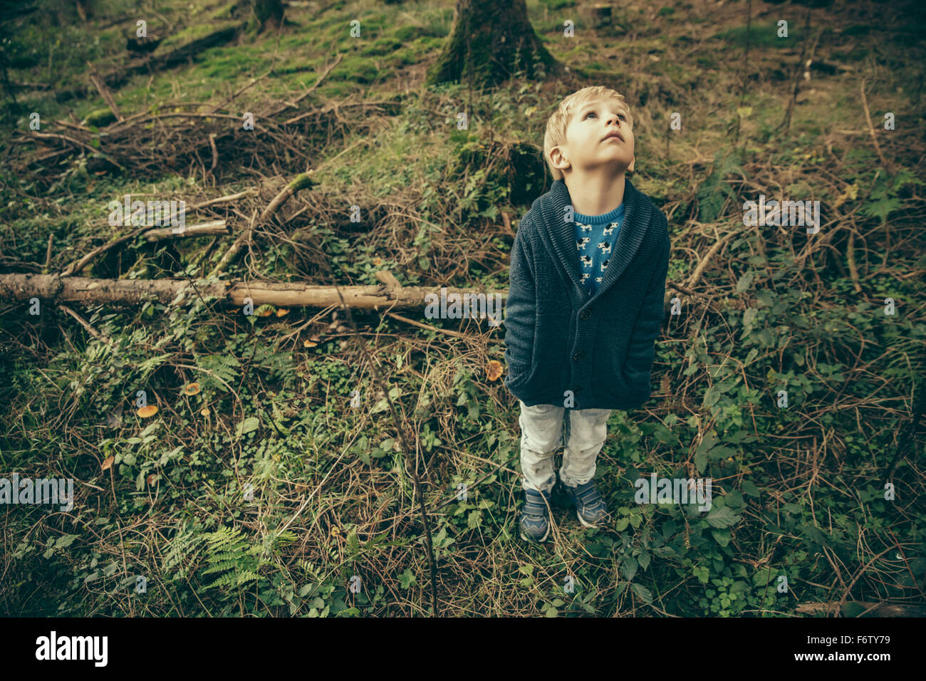 Little boy standing in forest looking up in wonder Stock Photo - Alamy