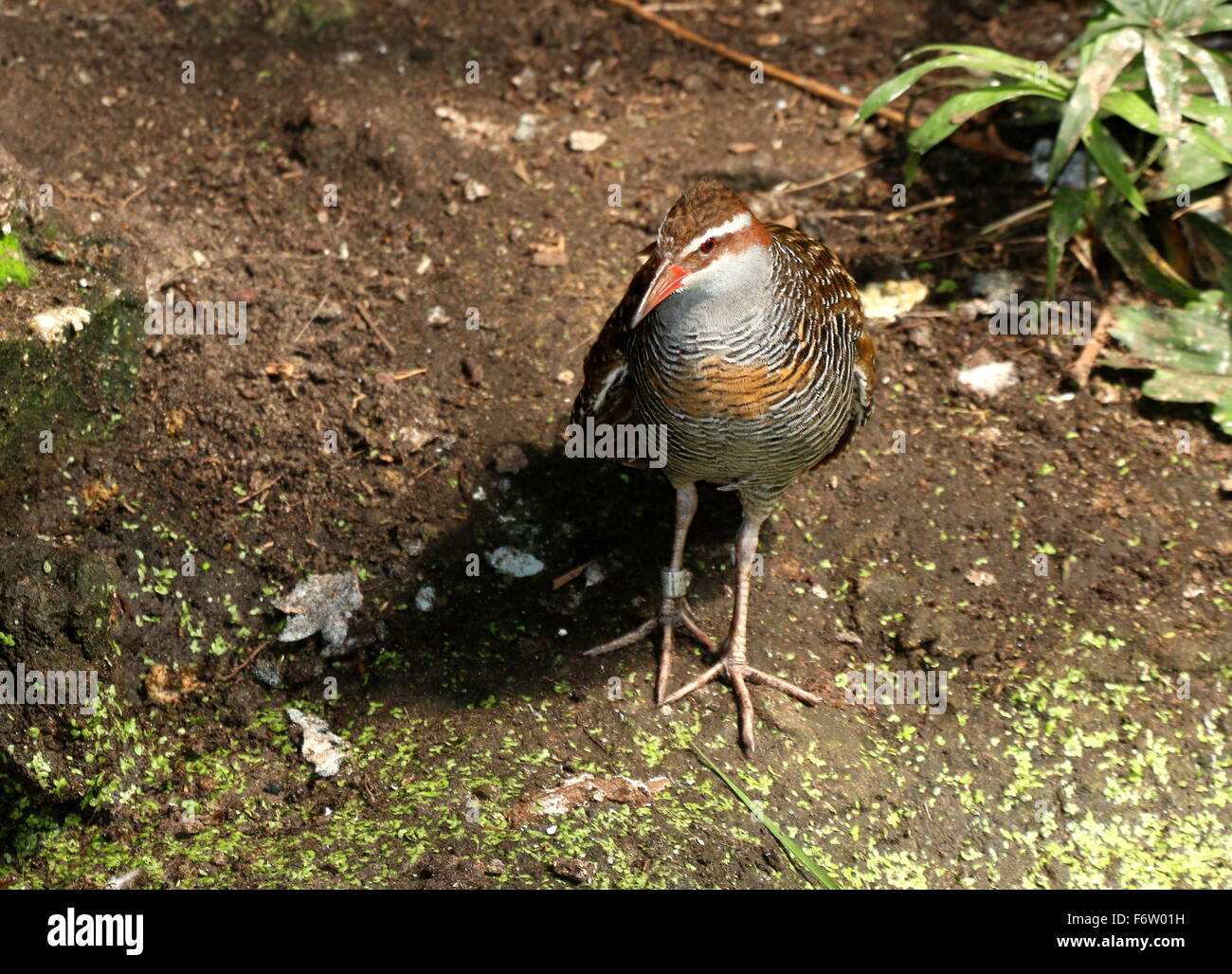 Australasian Buff-banded rail or Banded rail (Gallirallus philippensis ...