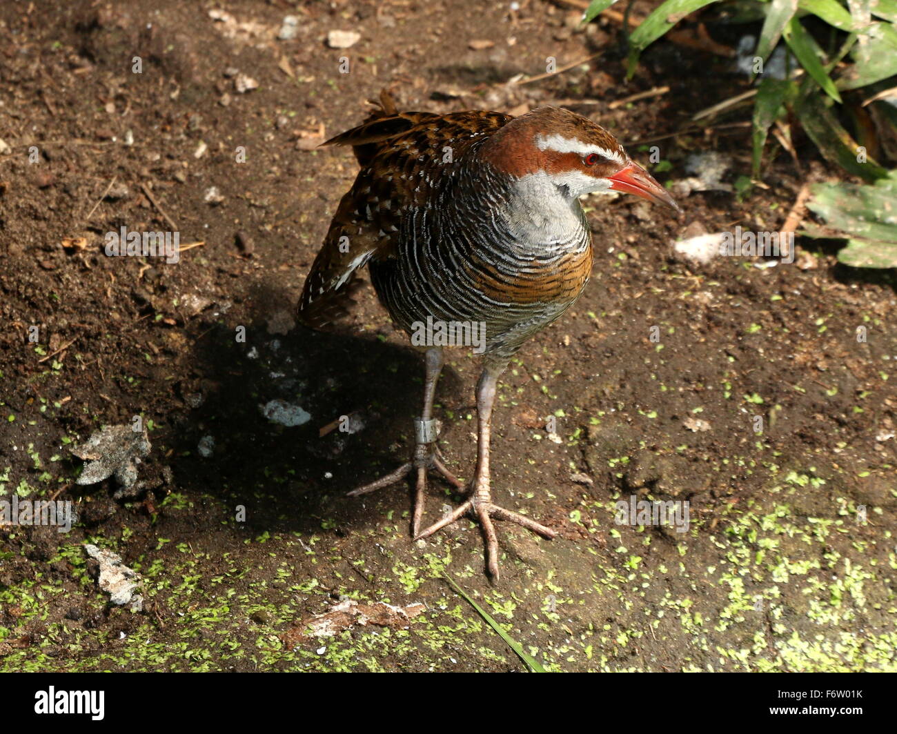 Australasian Buff-banded rail or Banded rail (Gallirallus philippensis ...