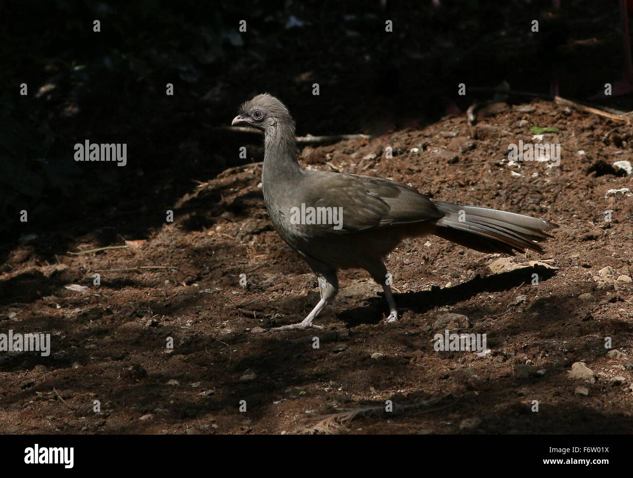South American Chaco Chachalaca fowl (Ortalis canicollis Stock Photo ...