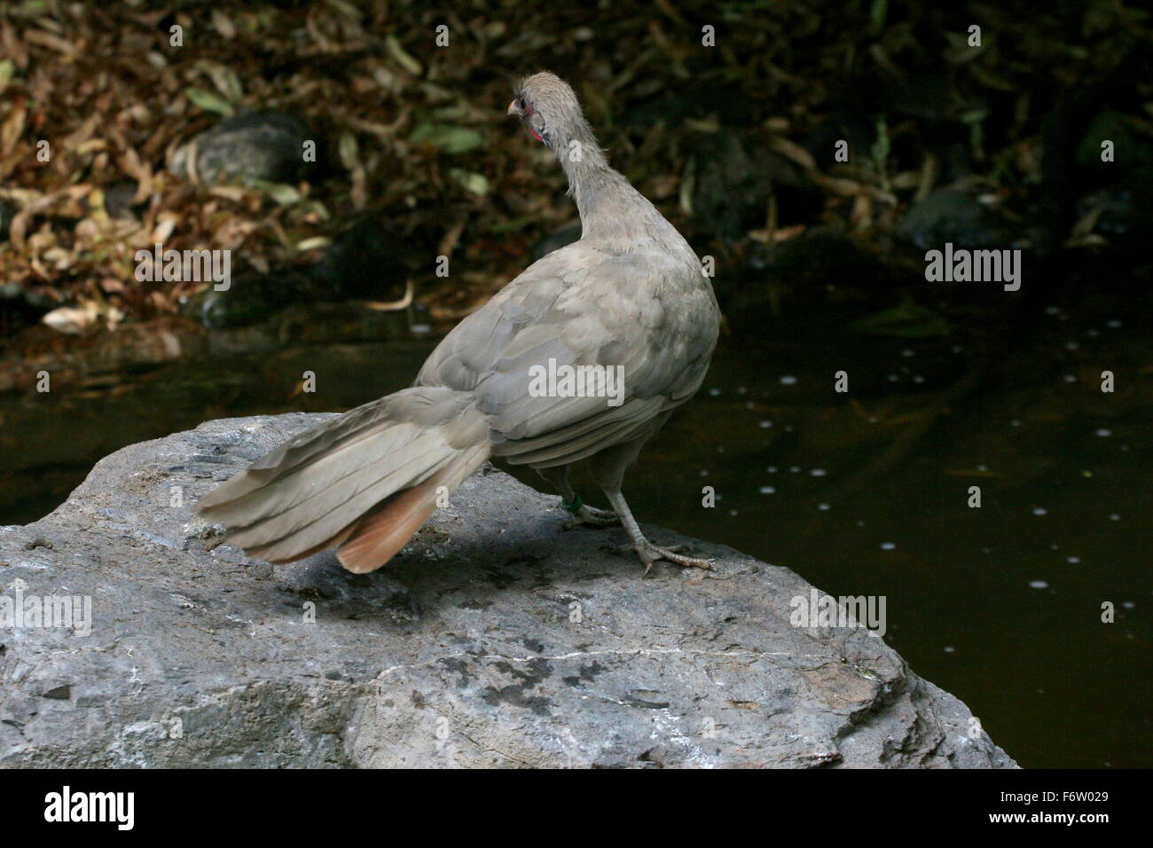 South American Chaco Chachalaca fowl (Ortalis canicollis Stock Photo ...