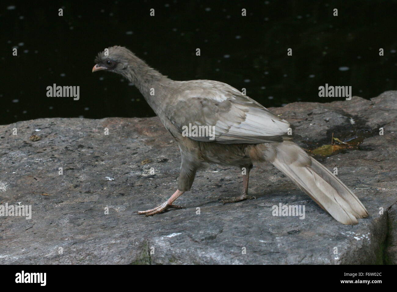 South American Chaco Chachalaca fowl (Ortalis canicollis Stock Photo ...