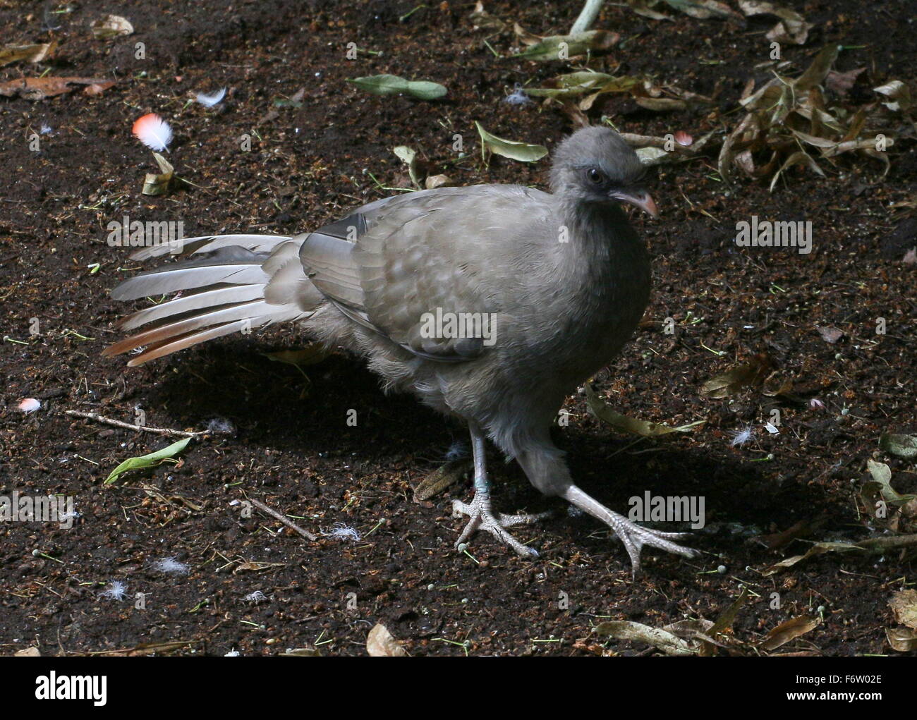South American Chaco Chachalaca fowl (Ortalis canicollis Stock Photo ...