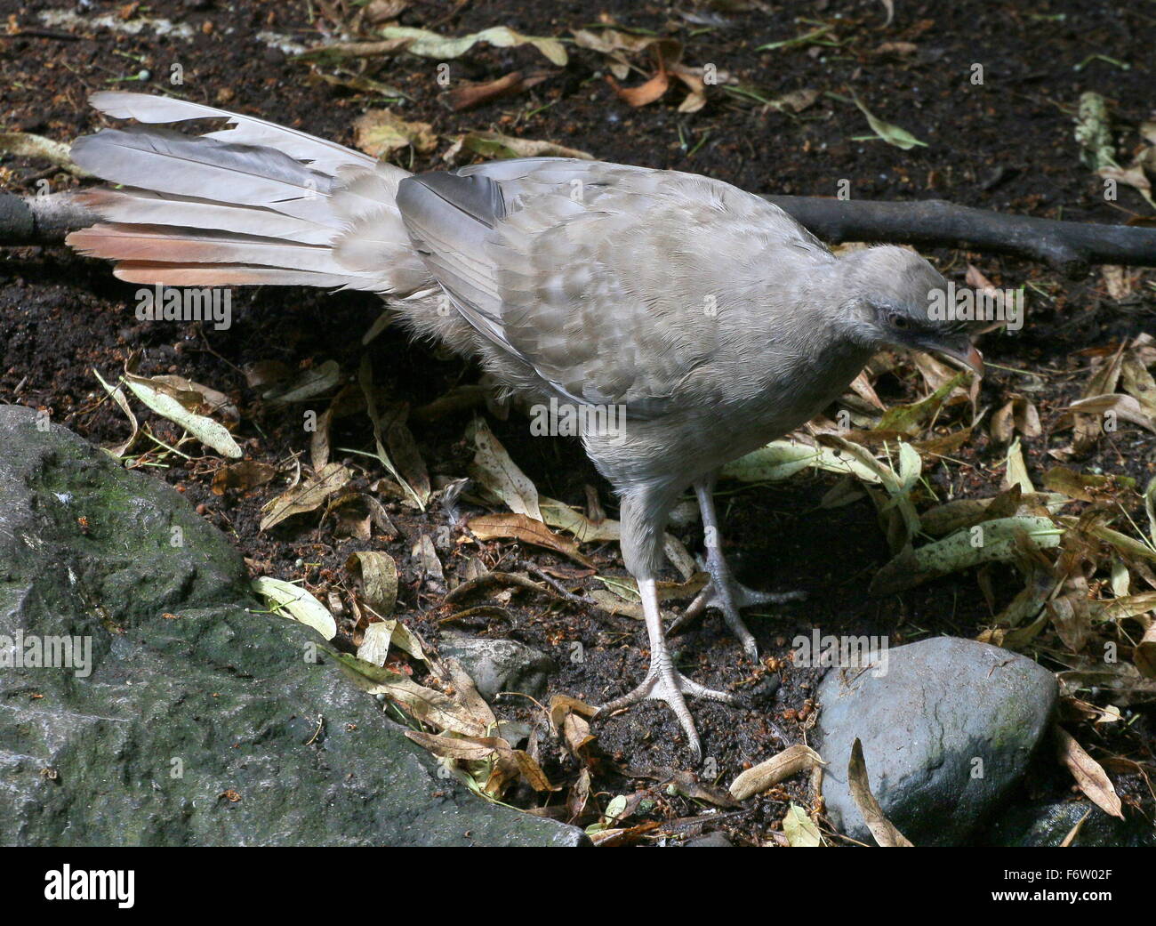 South American Chaco Chachalaca fowl (Ortalis canicollis Stock Photo ...
