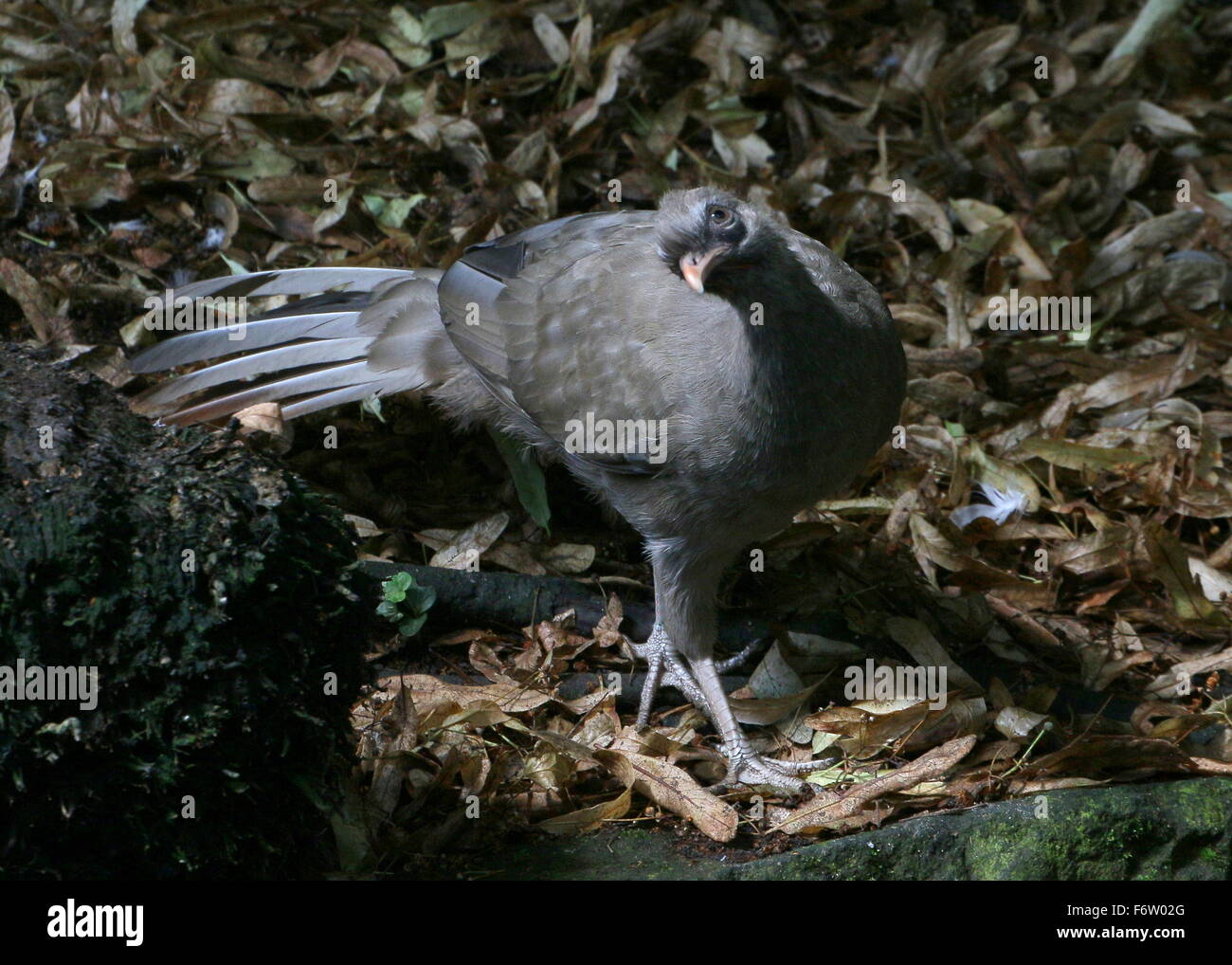 Ortalis canicollis hi-res stock photography and images - Alamy