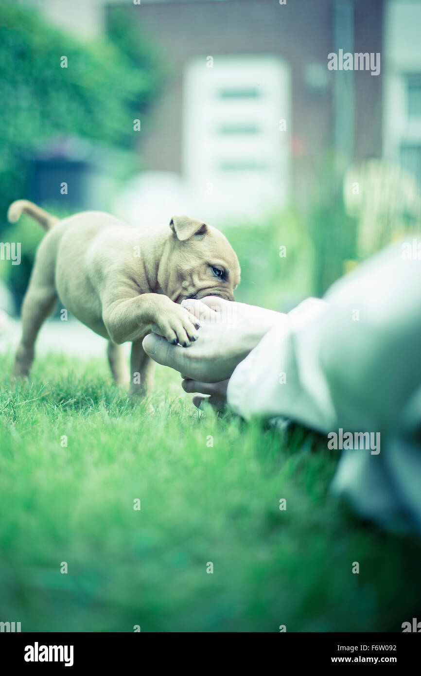 Playful puppy biting foot on a meadow Stock Photo - Alamy