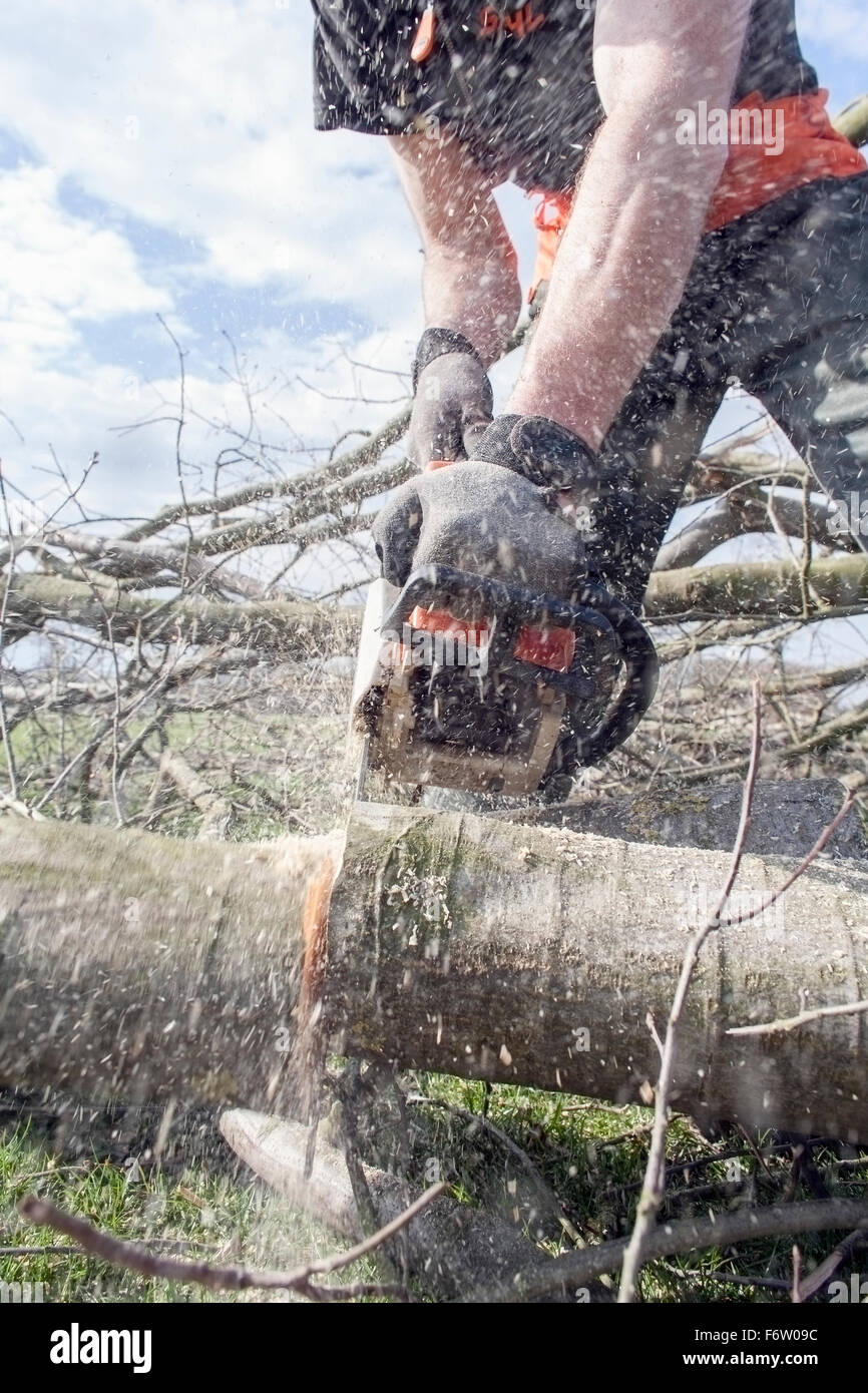 Lumberjack sawing tree trunk Stock Photo - Alamy