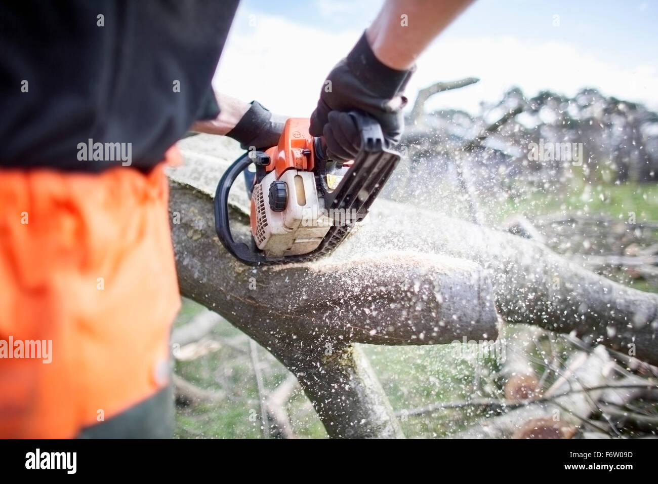 Lumberjack sawing tree trunk Stock Photo - Alamy