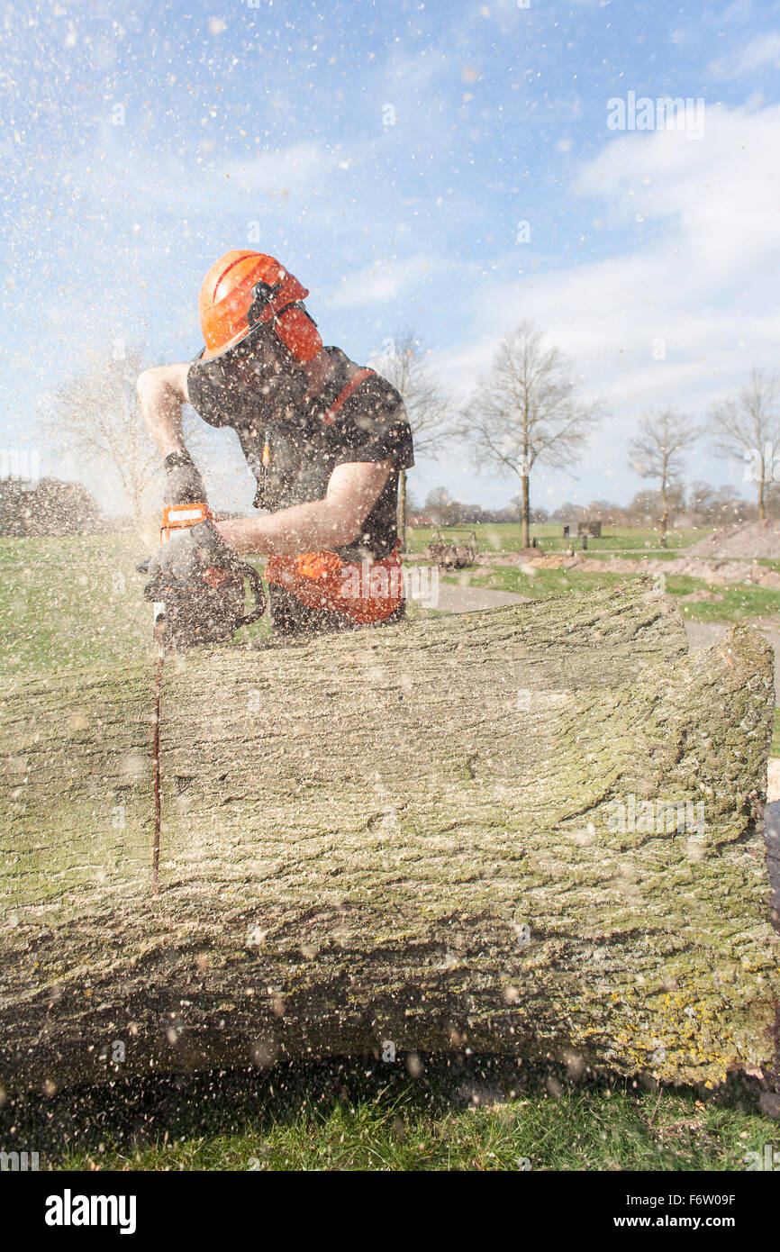 Lumberjack sawing tree trunk Stock Photo - Alamy