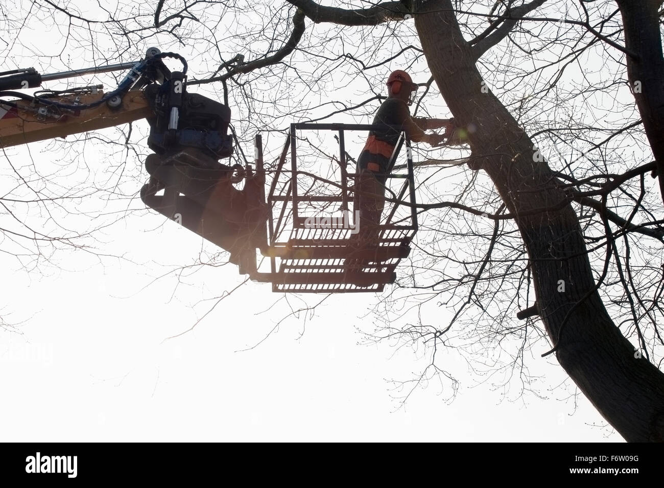 Lumberjack on hoist cutting tree Stock Photo - Alamy