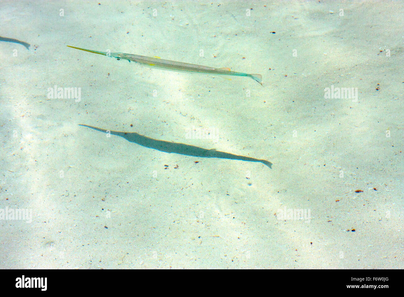 little fish isla contoy in mexico froath and foam the sea drop sunny ...