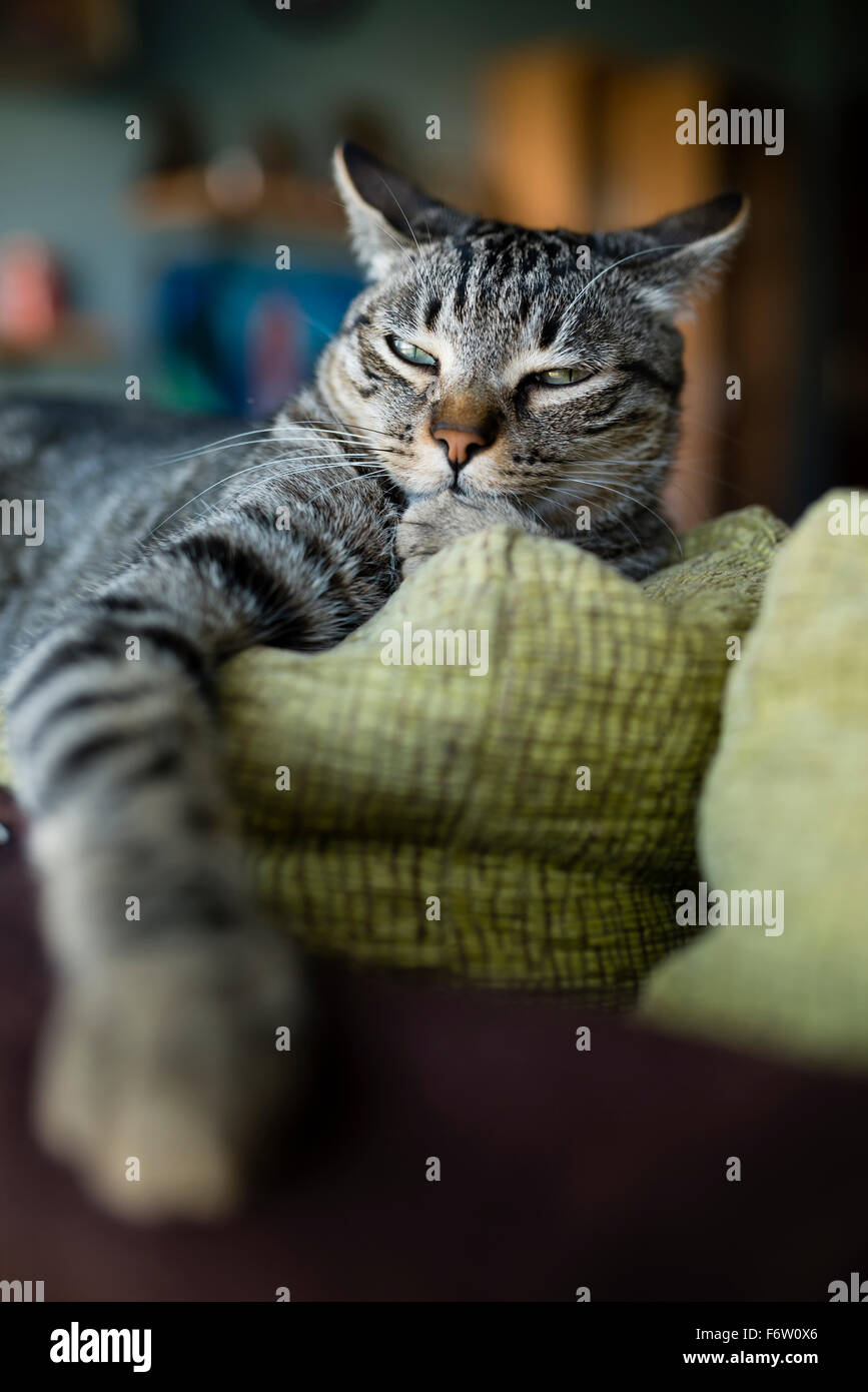 Portrait of tabby cat snoozing on backrest of couch Stock Photo - Alamy