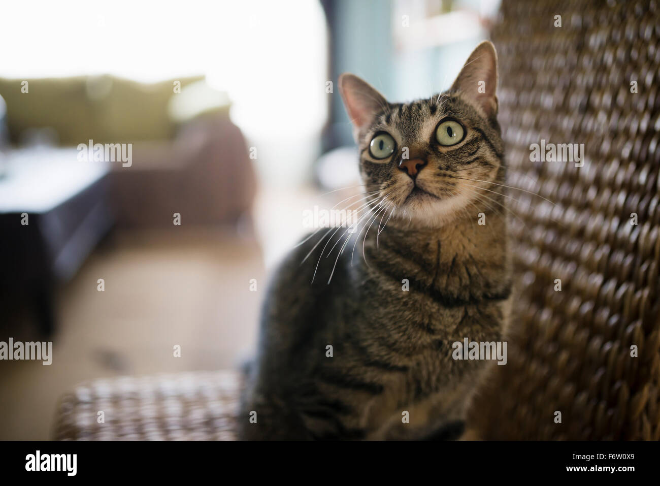 Portrait of starring cat sitting on wicker chair Stock Photo - Alamy