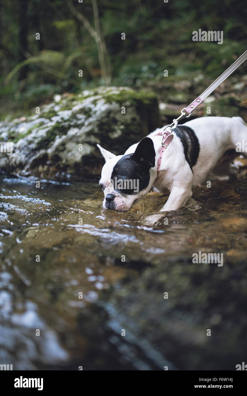 French bulldog drinking water at riverside Stock Photo - Alamy