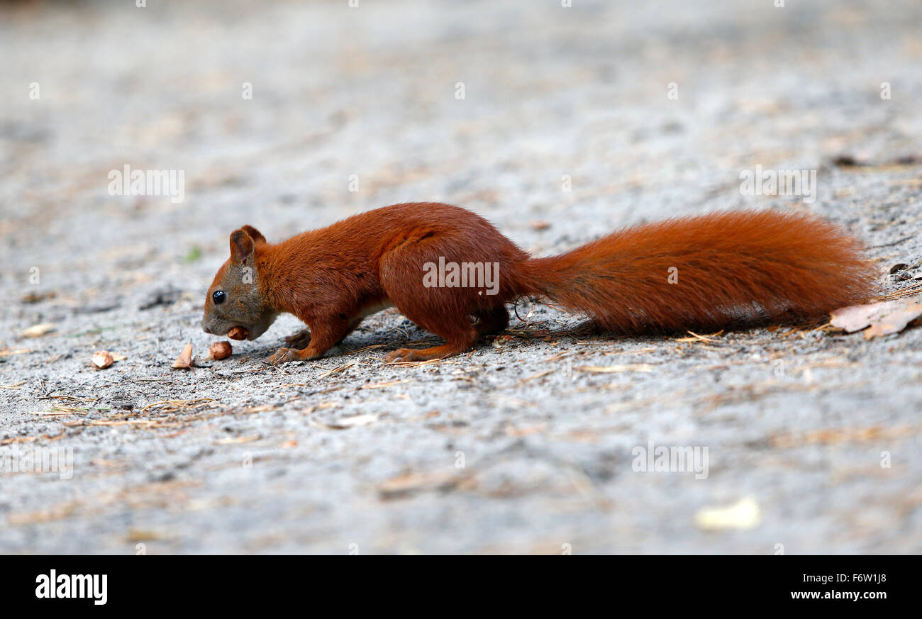 Red squirrel collecting hazelnuts from ground Stock Photo - Alamy