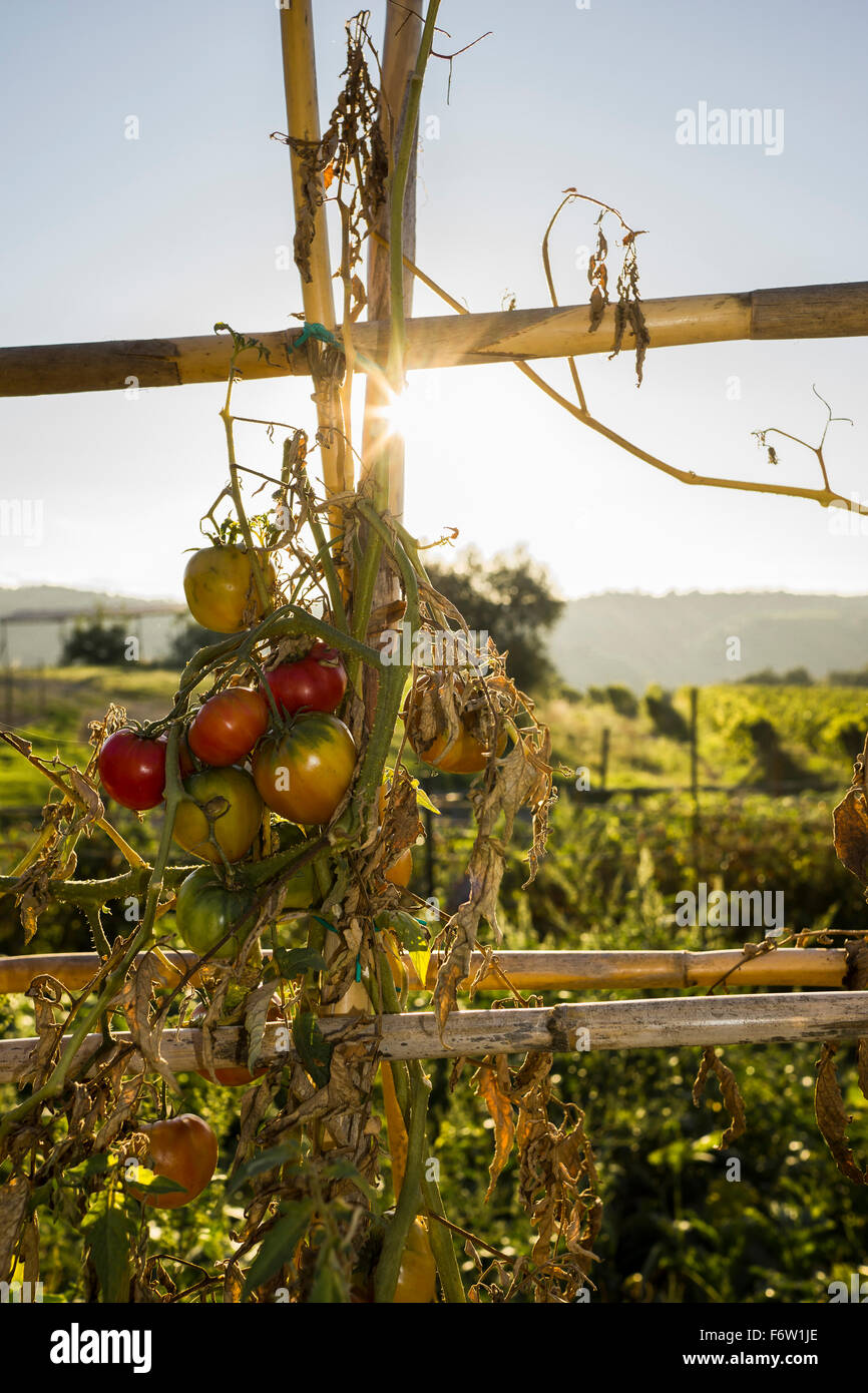 Italy, Tuscany, Maremma, tomatoes in vegetable garden Stock Photo - Alamy