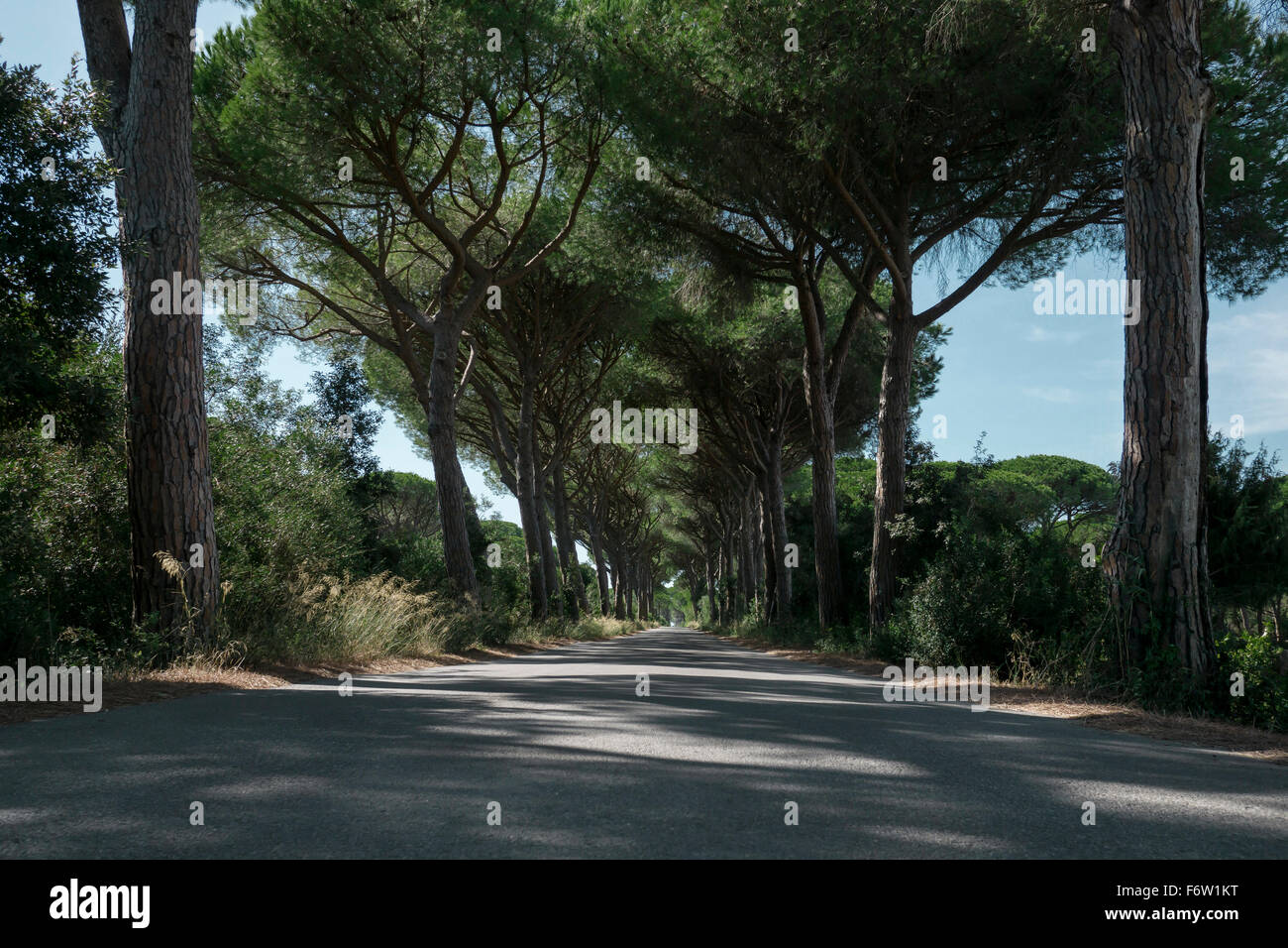 Tuscany country tree lined avenue hi-res stock photography and images ...