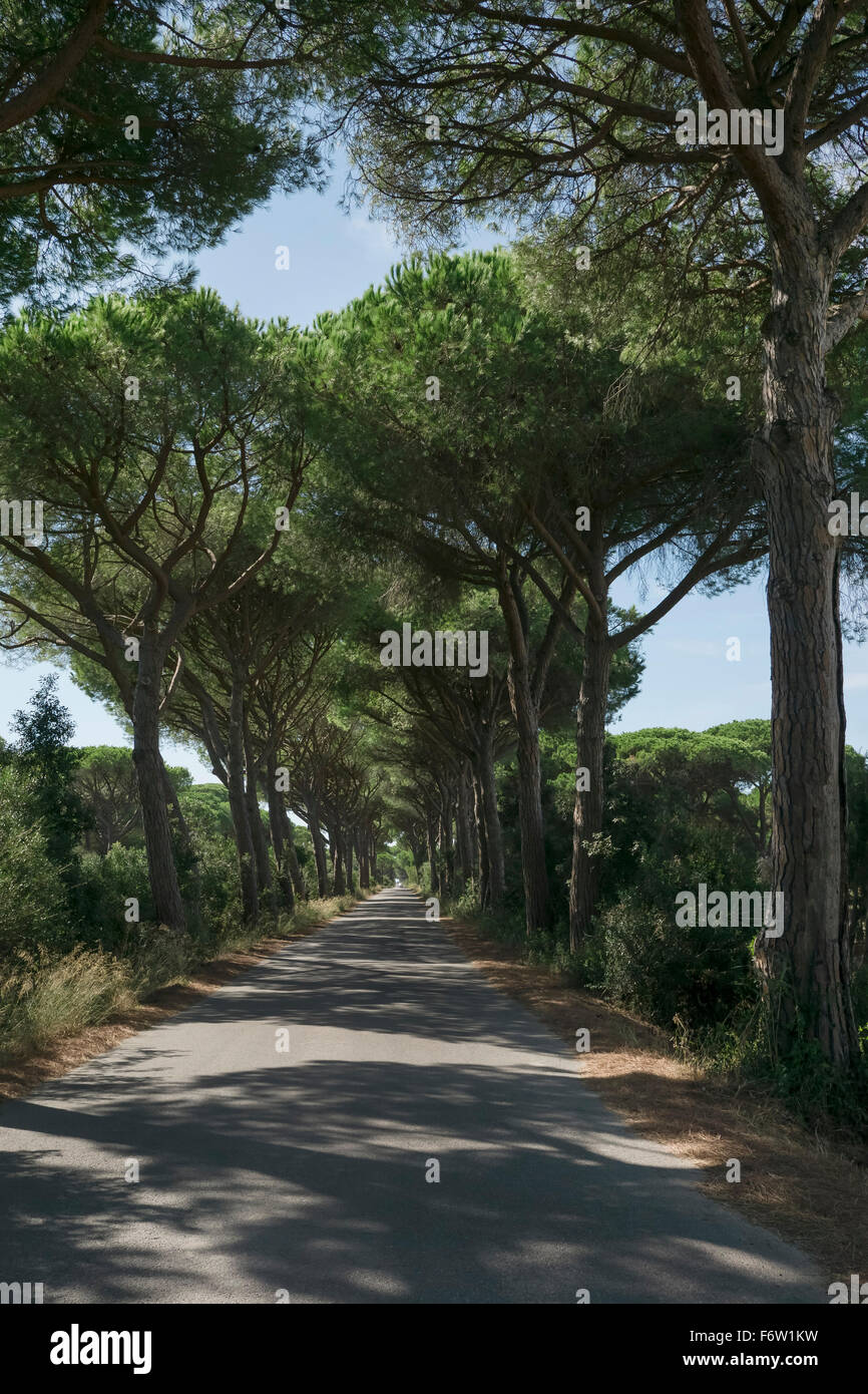 Tuscany country tree lined avenue hi-res stock photography and images ...